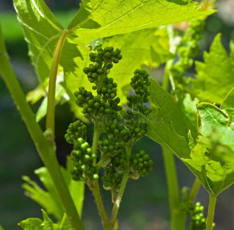 Small Grapes Growing on Grapevine, Close Up Stock Photo - Image of ...
