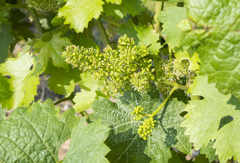 Small Grapes on the Vine stock image. Image of seasonal - 31837161