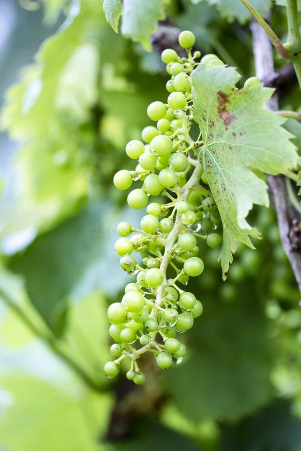 Small Grapes on a vine stock image. Image of grow, water - 44082291
