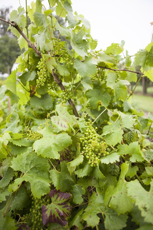 Small Grapes on a vine stock image. Image of bunch, white - 44082433