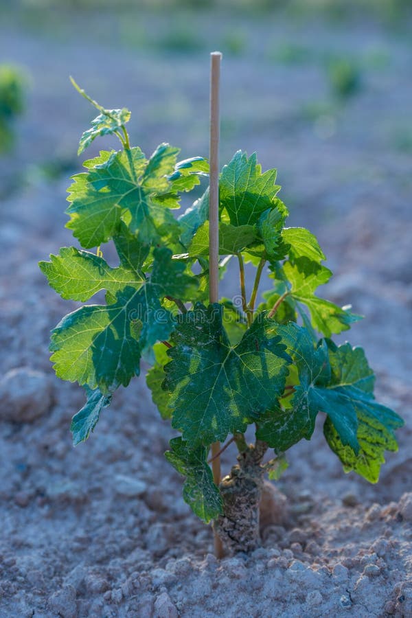 Small grapes stock image. Image of rural, bordeaux, champagne - 55350193