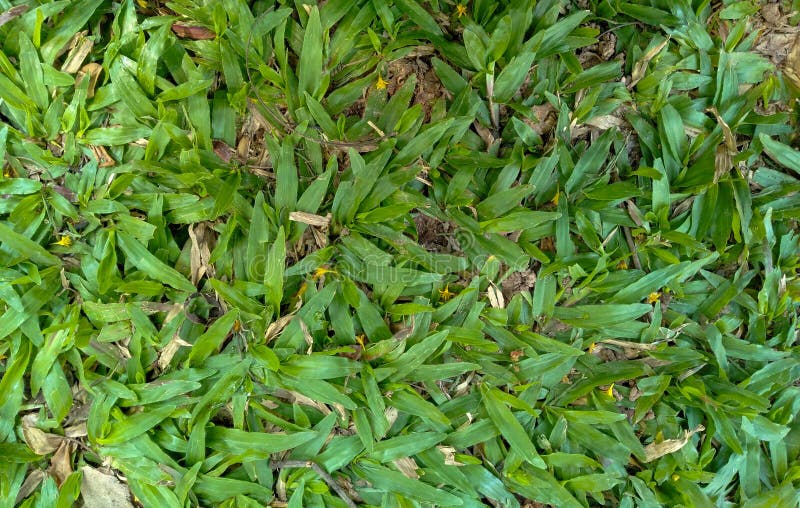 Small grass stock photo. Image of concept, grass, moss - 243311428