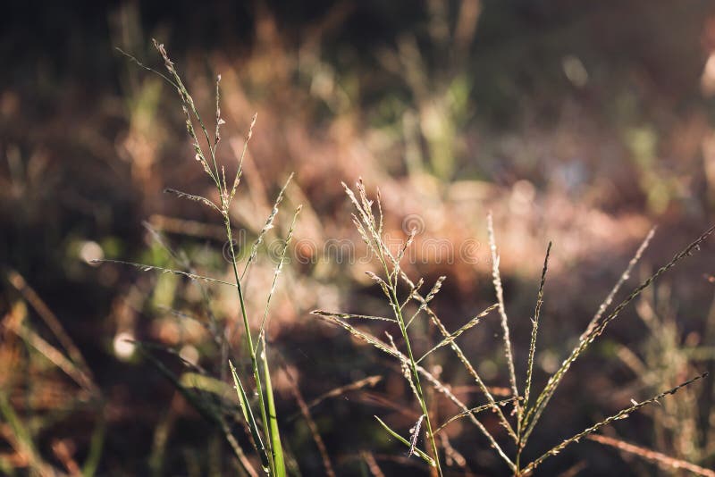 Small Grass and Blur Nature Background Stock Photo - Image of floral ...