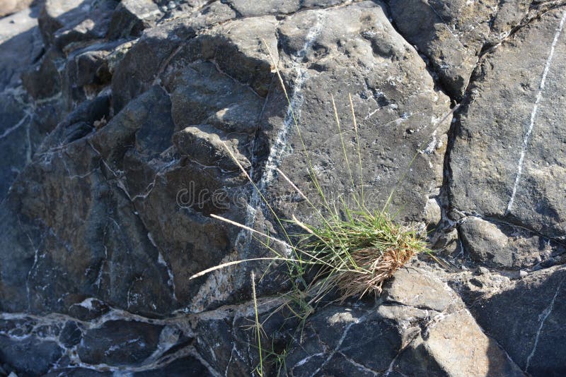 Small Grass Bush Grown in the Rock Stock Image - Image of rock, ridge ...