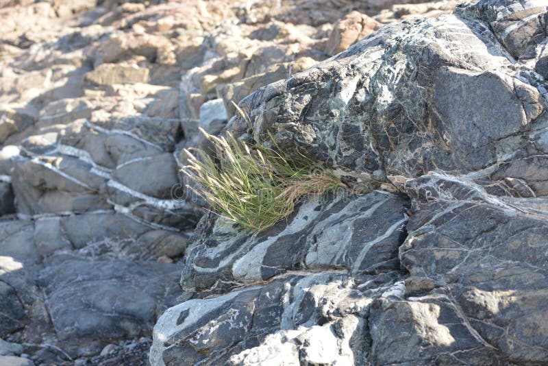 Small Grass Bush in Grown in a Rock Stock Photo - Image of adventure ...