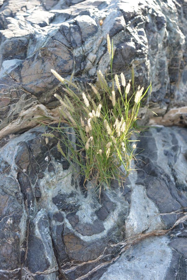 Small Grass Bush in Grown in a Rock Stock Image - Image of terrain ...