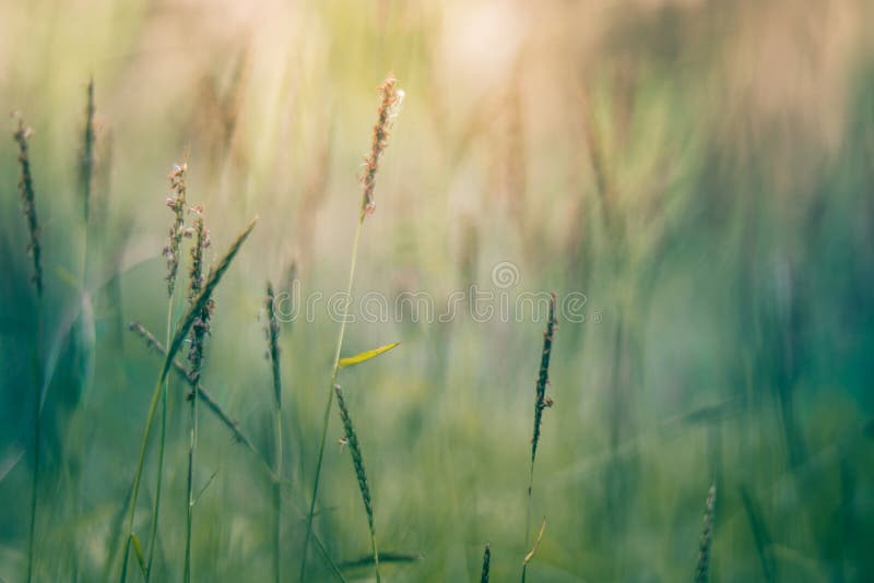 Small Grass in a Field with a Blur Background Stock Image - Image of ...