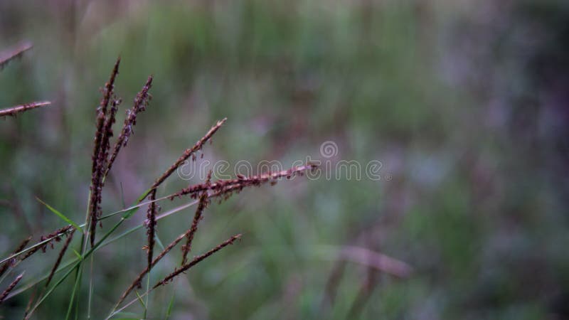 Small Grass in a Field with a Blur Background Stock Photo - Image of ...