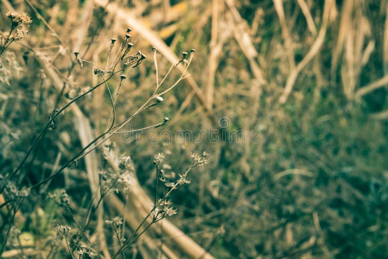 Small Grass in a Field with a Blur Background Stock Image - Image of ...