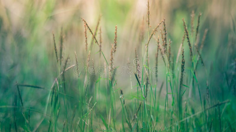 Small Grass in a Field with a Blur Background Stock Photo - Image of ...