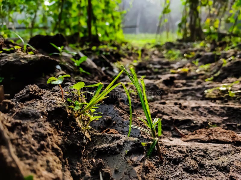 Small Grass are Growing Macro Shot in the Daytime Stock Image - Image ...