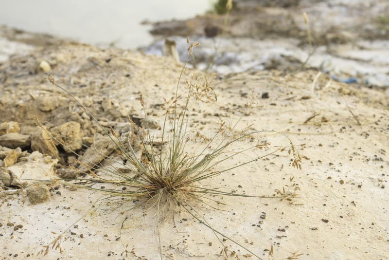 Small grass stock photo. Image of ground, environment - 168409834