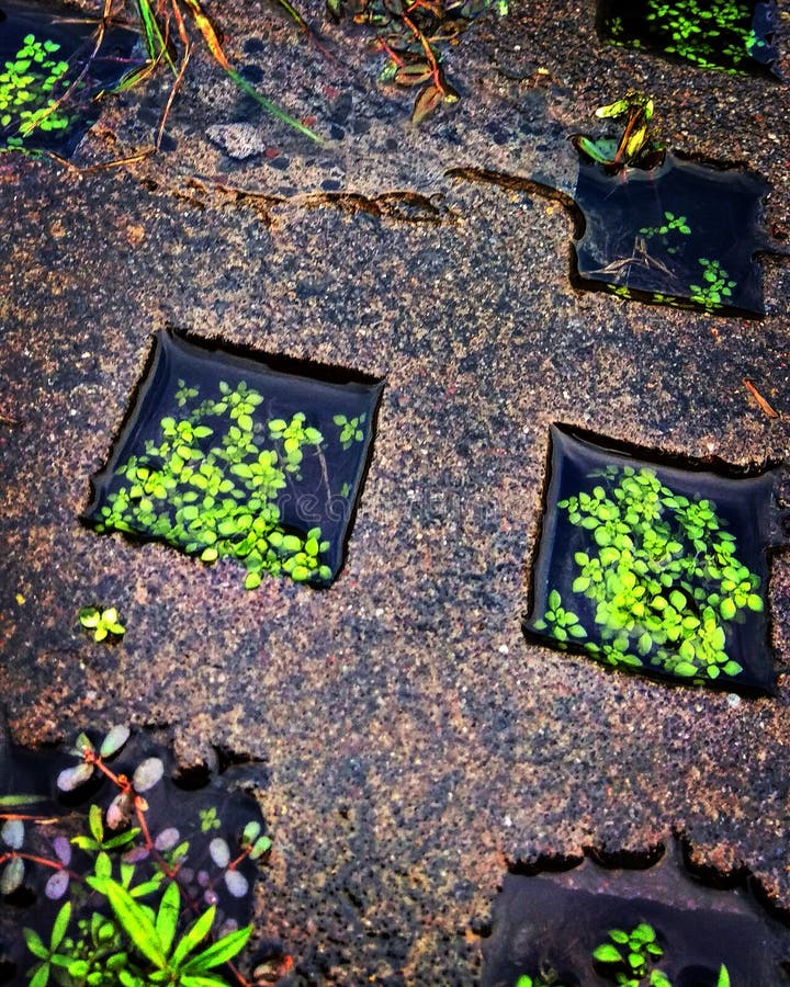 A Small Grass Growing Wild in a Puddle Stock Image - Image of pool ...
