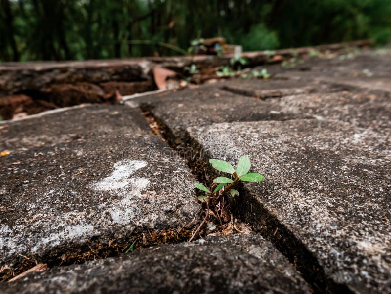 Small Grass that Grows in the Narrow Gap of the Road Made of Bricks ...