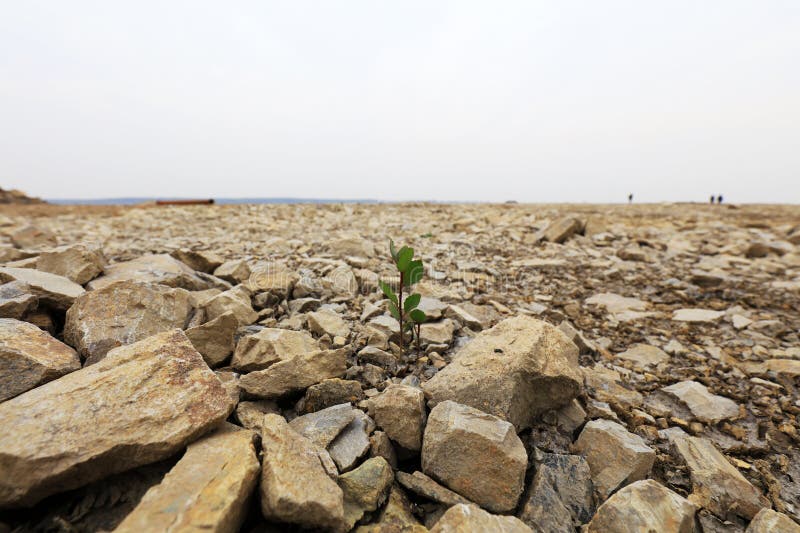 Small Grass Grows between Rocks Stock Image - Image of nature, barren ...