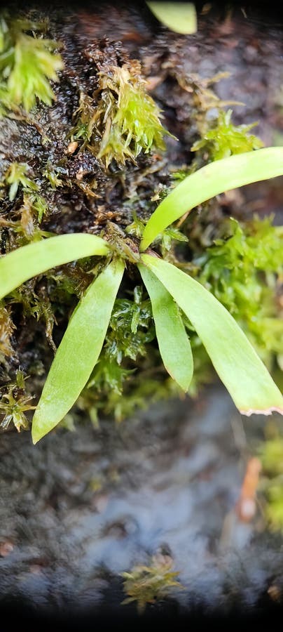 Small Grass and Moss Growing on Palm Trunks Stock Image - Image of ...