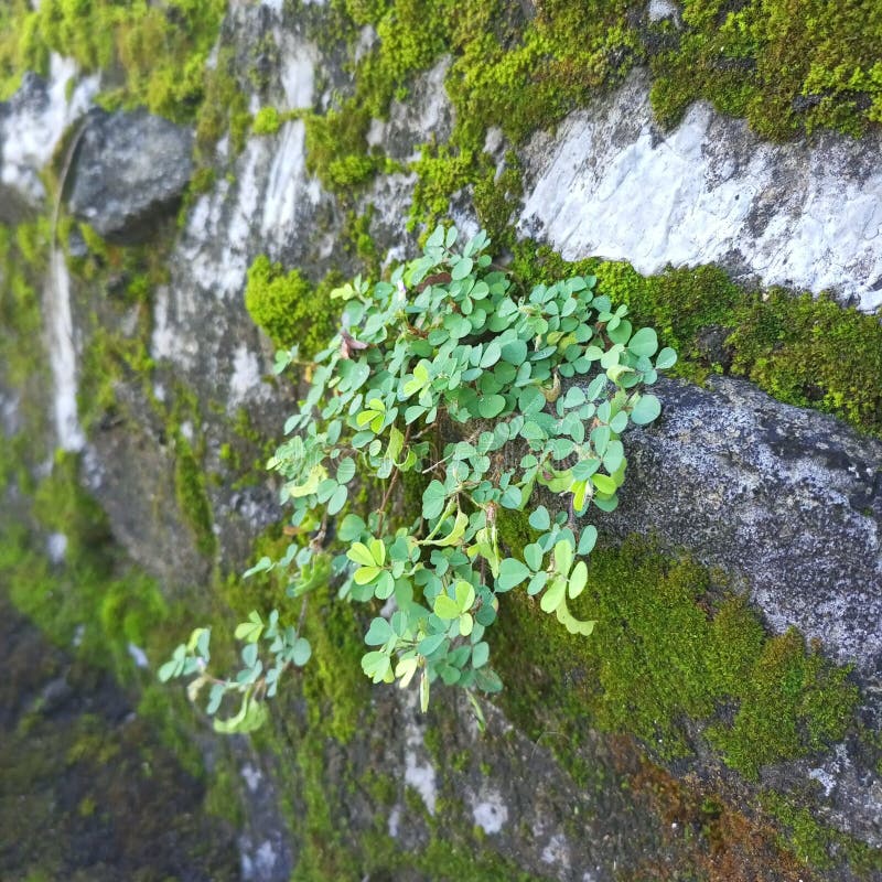Small Grass on Old Wall Stock Photo Stock Image - Image of woodland ...