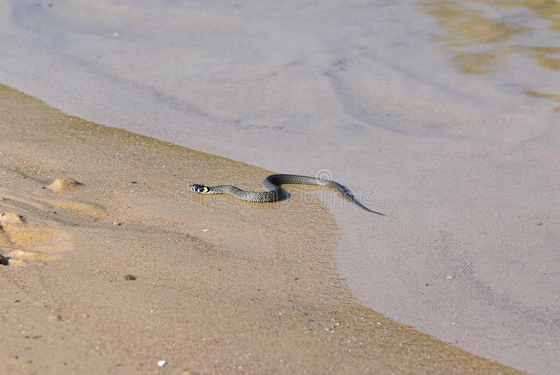 Small Grass Snake Slithering Water Swimming River Stock Photos - Free ...