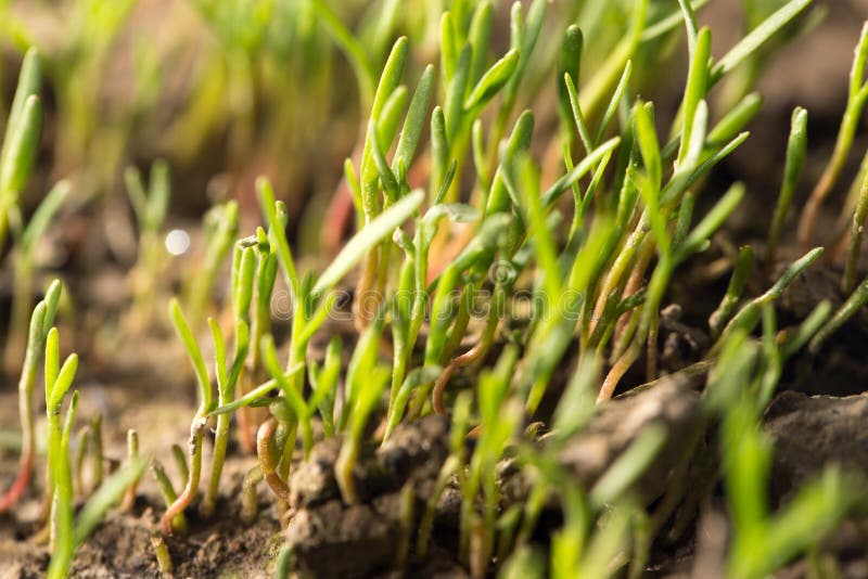 Small Grass Sprout in Soil in Nature Stock Image - Image of land ...