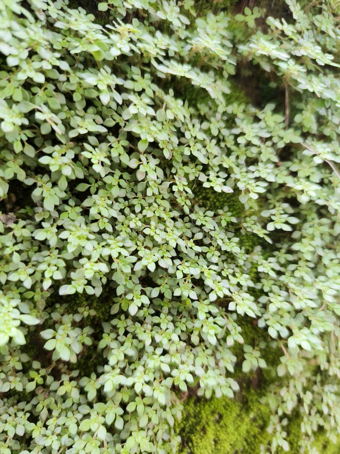 The Small Grass that Sticks To the Wall of the House Actually Provides ...