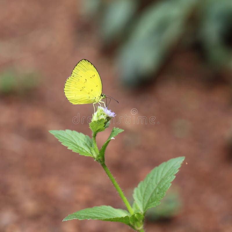 Small Grass Yellow stock photo. Image of grass, plant - 25392134