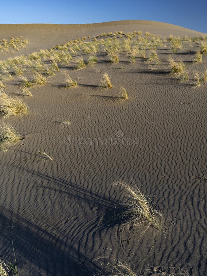 Small Grasses Grow Amongst Desert Sand Stock Photo - Image of bruneau ...