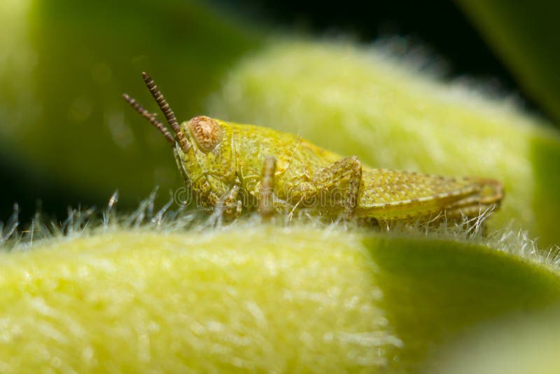 The small grasshopper stock image. Image of leaf, creature - 25245005