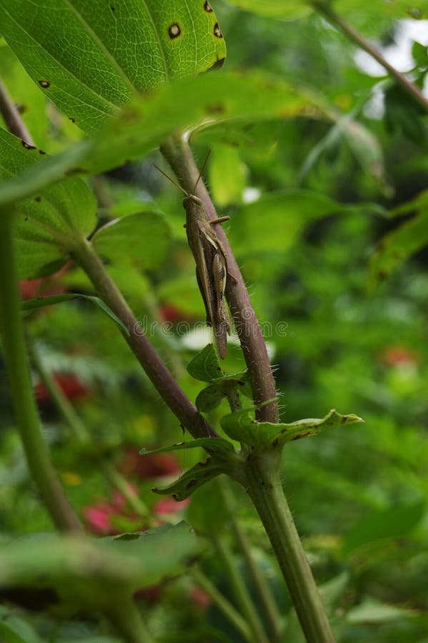 Small Grasshopper Insect Resting on Green Teak Tectona Grandis Leaf ...