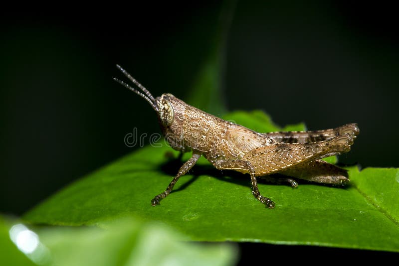 Grasshopper with Brown Color on the Leaves Stock Image - Image of ...