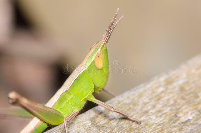 Small Grasshopper stock photo. Image of grass, hopper - 42628802