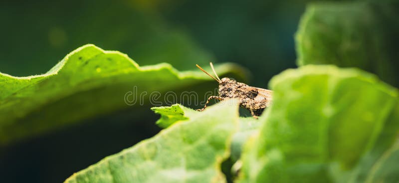 A Small Grasshopper, with Intricate Patterns on Its Wings, Sits on a ...