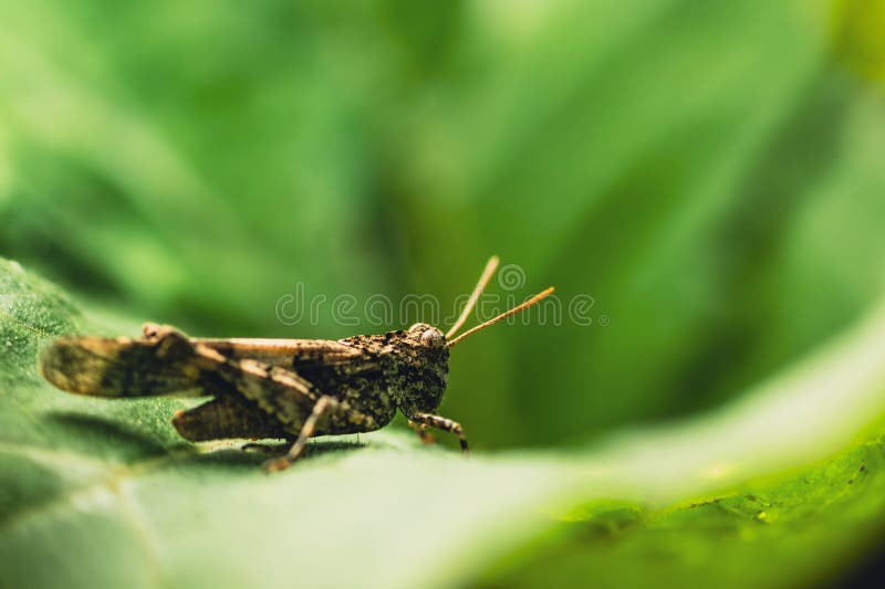 A Small Grasshopper, with Intricate Patterns on Its Wings, Sits on a ...