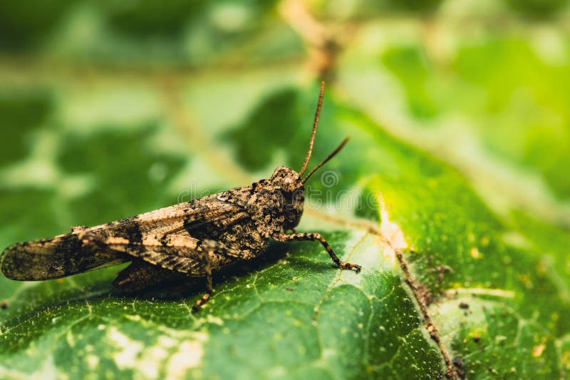 A Small Grasshopper, with Intricate Patterns on Its Wings, Sits on a ...