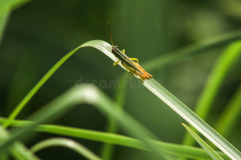 Small Grasshopper on Leaf Relying on Sunlight Stock Image - Image of ...