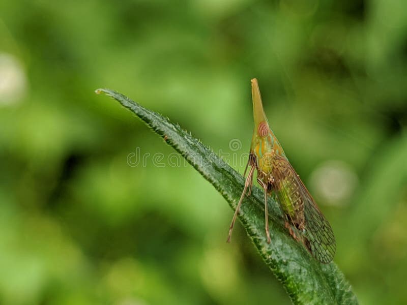 Small Grasshopper with Unique Head Stock Photo - Image of arthropod ...