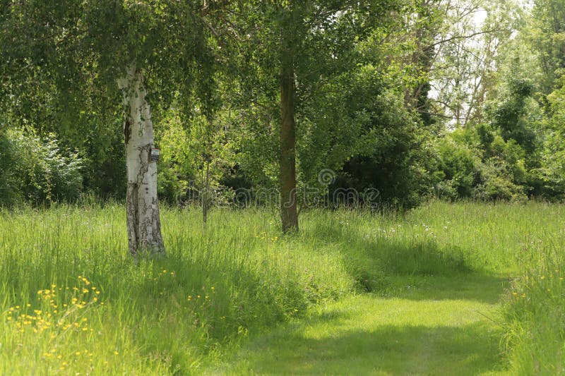 Small Grassy Path on the Edge of the Forest with Hedges, Bushes and ...
