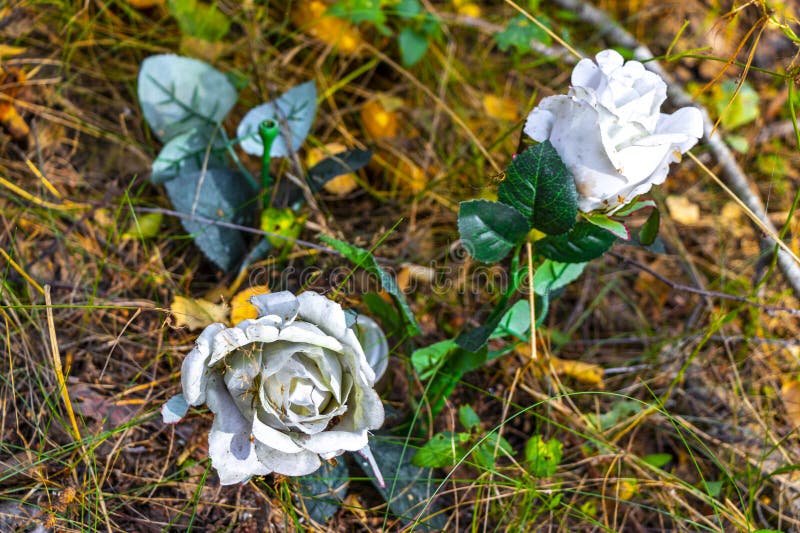 Small Grave in the Forest with White Roses in Belarus Stock Image ...