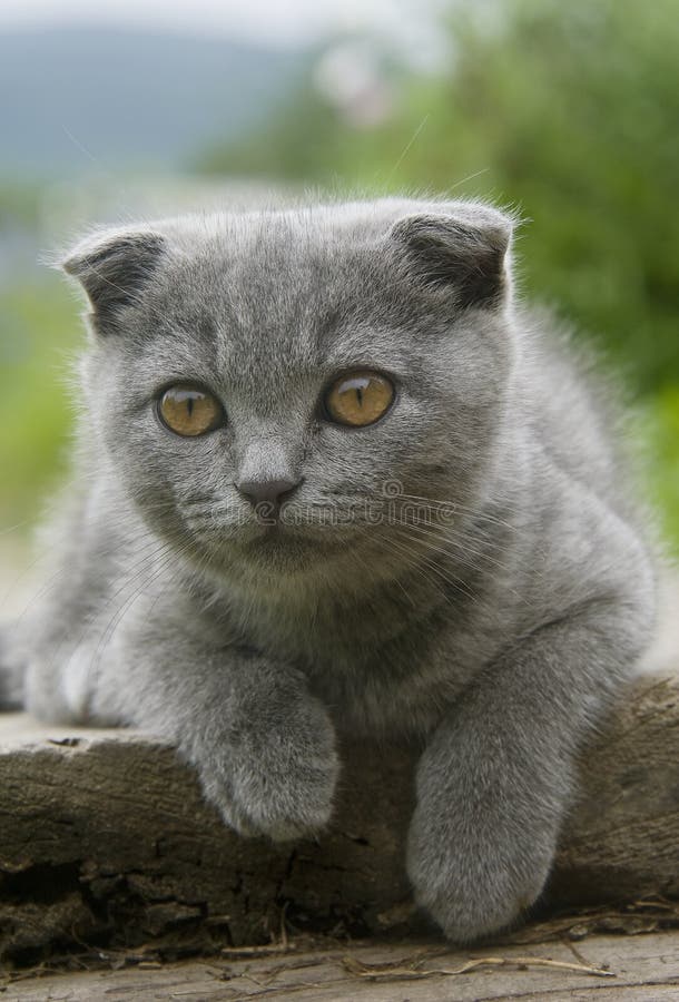 Small gray cat stock image. Image of nature, whisker - 26441107