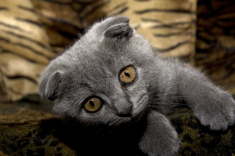 Small gray cat stock photo. Image of kitten, feline, domestic - 26615836