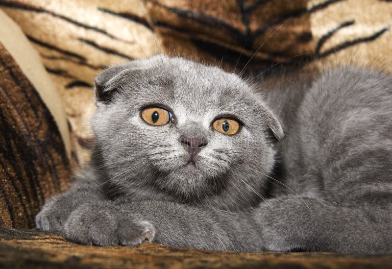 Small gray cat stock photo. Image of kitten, feline, domestic - 26615836