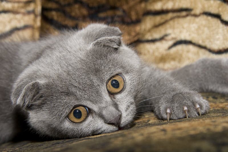 Small gray cat stock photo. Image of kitten, feline, domestic - 26615836