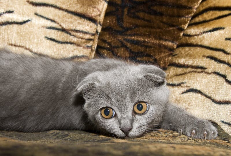 Small gray cat stock photo. Image of kitten, feline, domestic - 26615836
