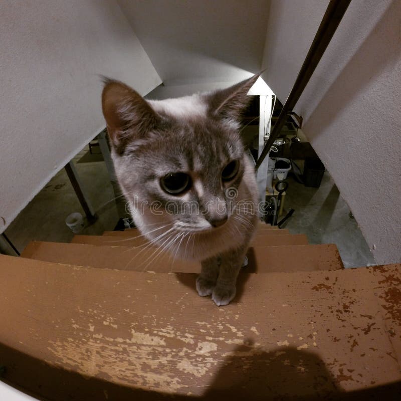 Small Gray Cat editorial photography. Image of small - 48511282