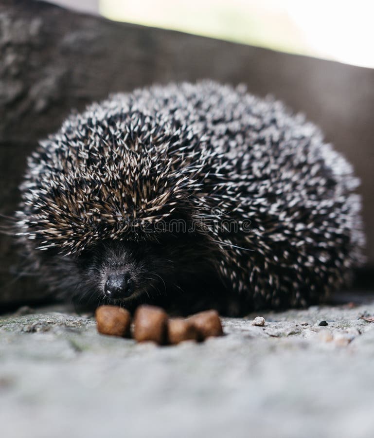A Small Gray Charming Prickly Hedgehog Showed Its Sharp Muzzle. Curious ...