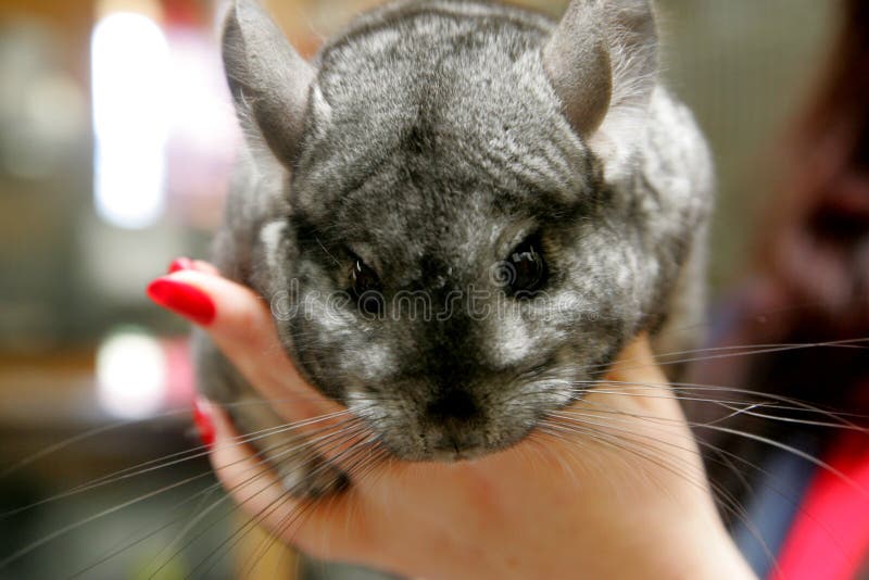 114 Gray Chinchilla Hands Stock Photos - Free & Royalty-Free Stock ...