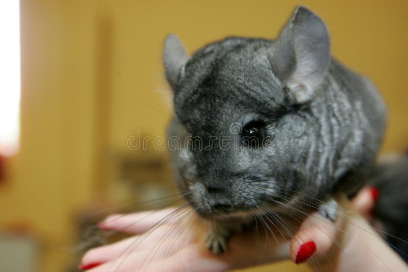 114 Gray Chinchilla Hands Stock Photos - Free & Royalty-Free Stock ...