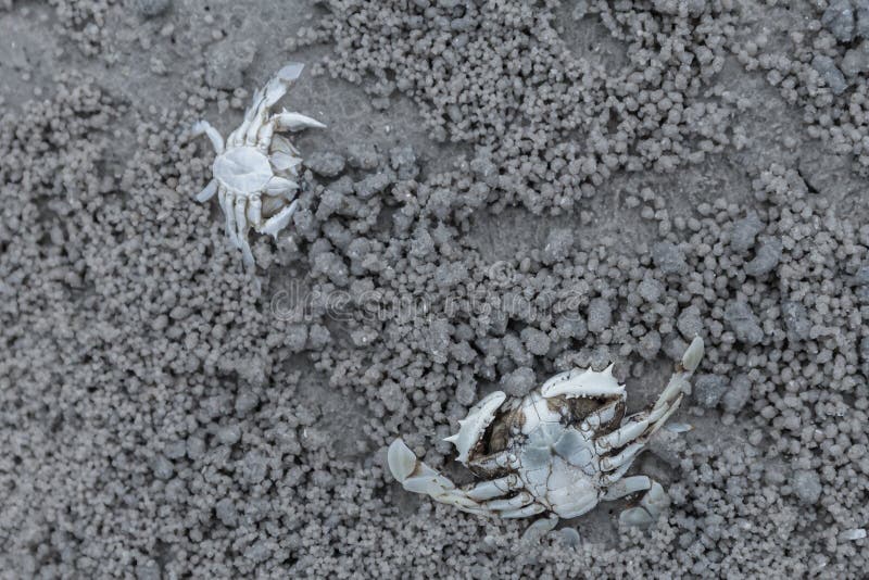 Gray Crab Caught Claws and Hangs on a Stick Held by a Female Hand ...