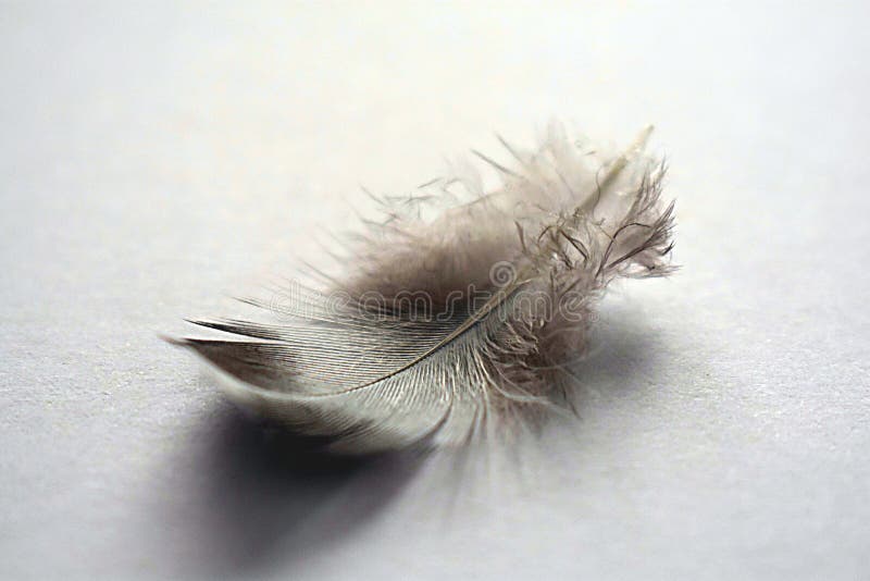 Light Gray Small Feather On White Background Stock Image - Image of ...