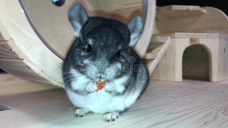 Small Chinchilla Sitting on Straw Stock Footage - Video of farm ...