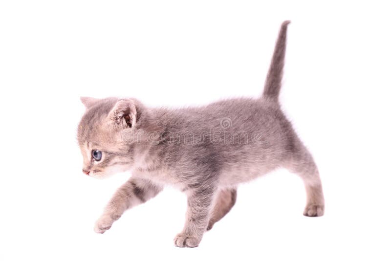 Small gray fluffy kitten stock photo. Image of kitten - 265053870